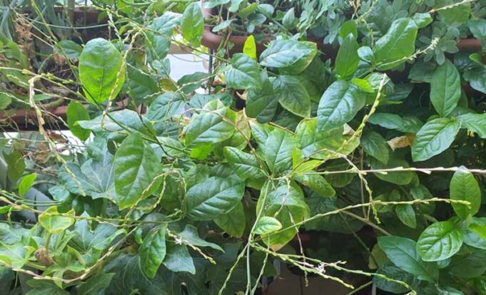 Anamú: Una Planta Milagrosa Con Increíbles Propiedades Medicinales ...